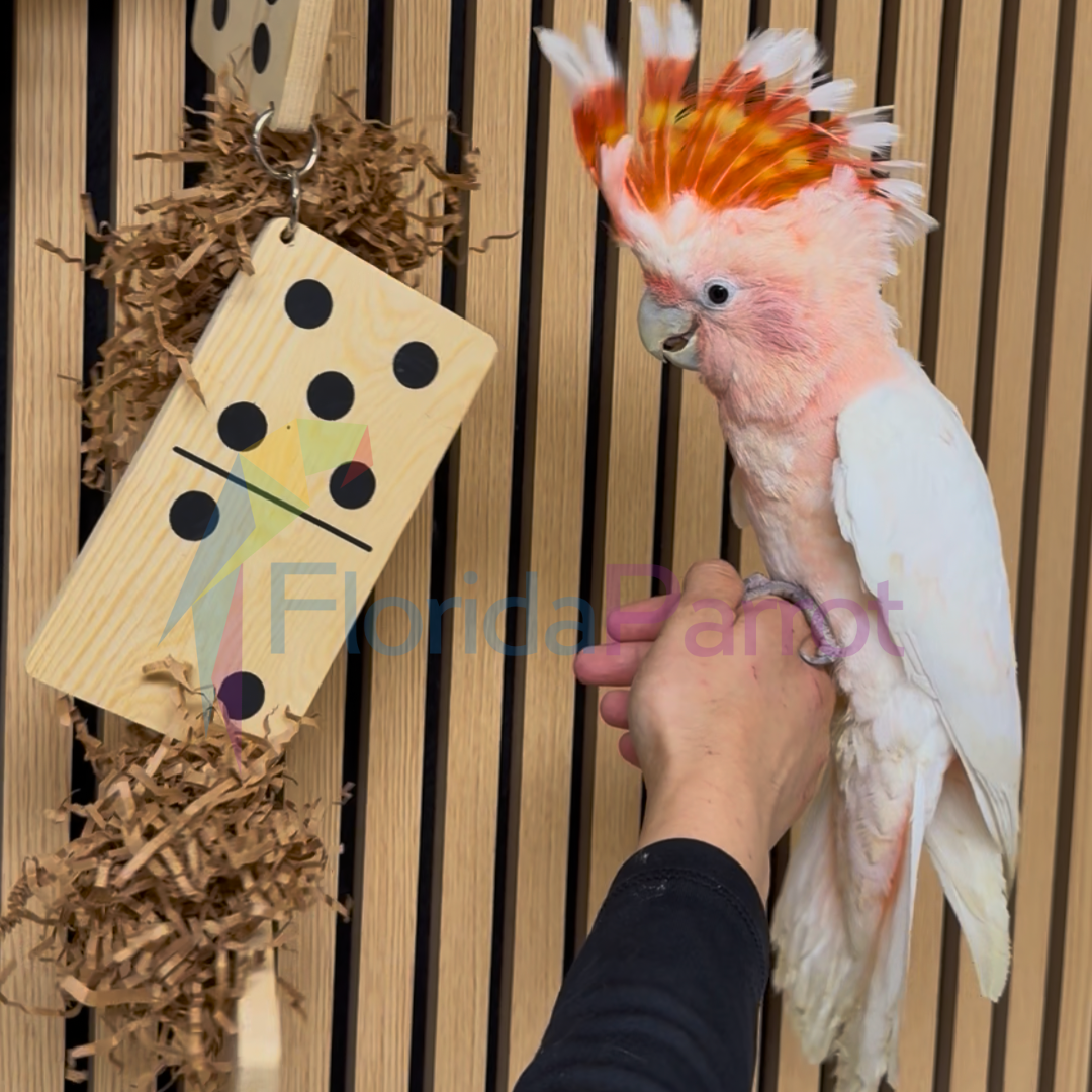Major Mitchell Cockatoo – Florida Parrot