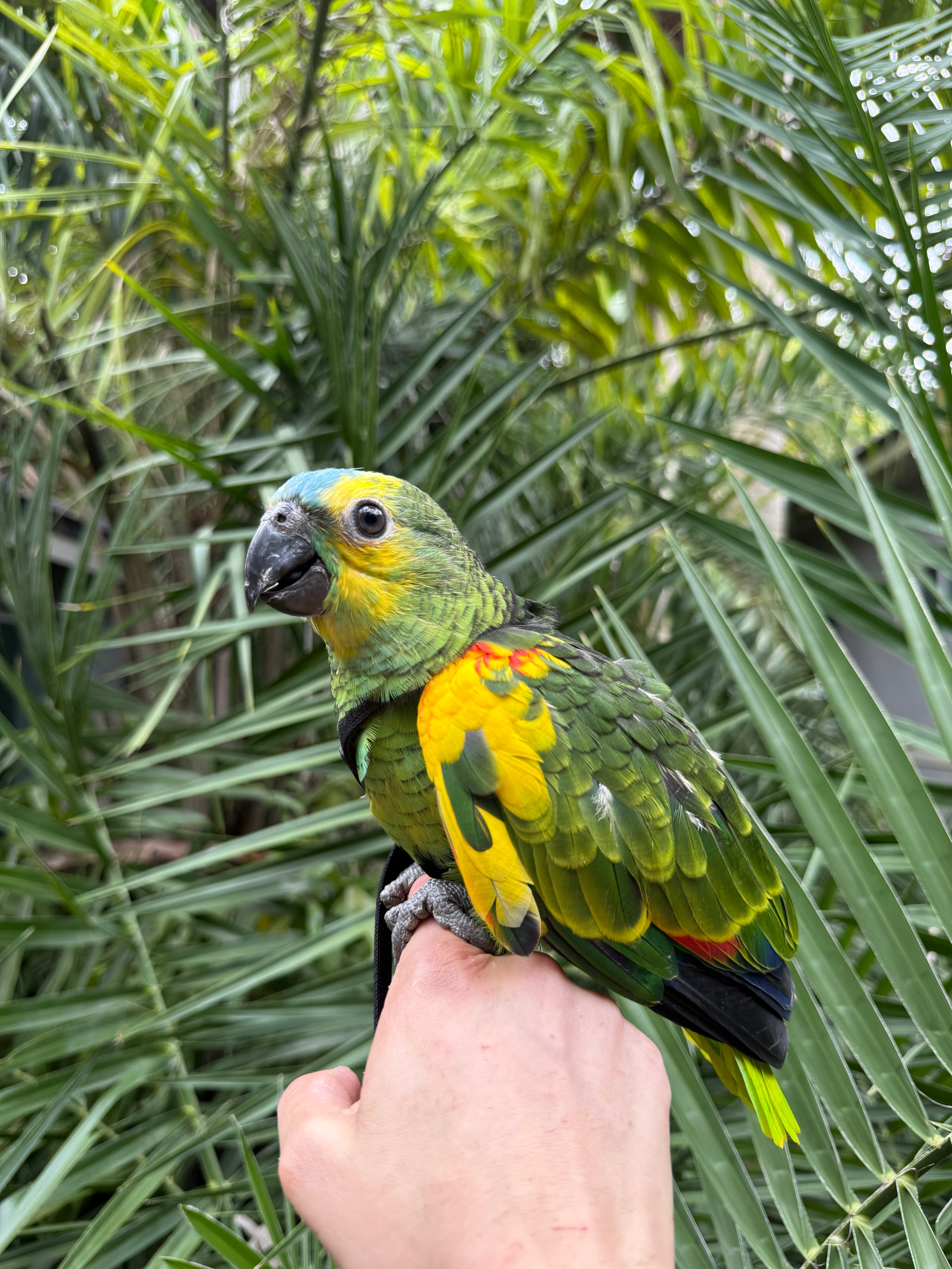 Blue Fronted Amazon – Florida Parrot
